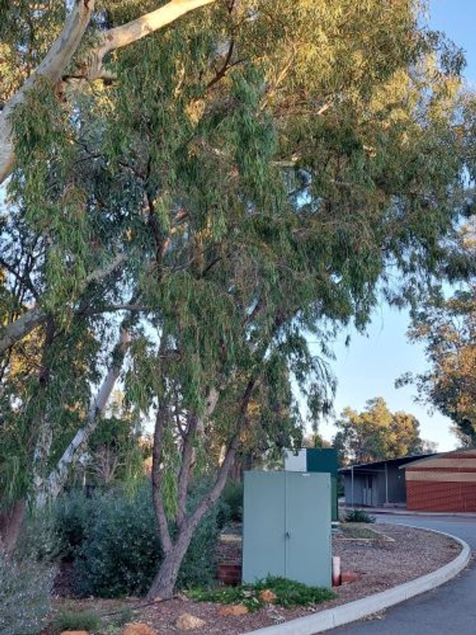 Peppermint Tree – Snippy's Yard