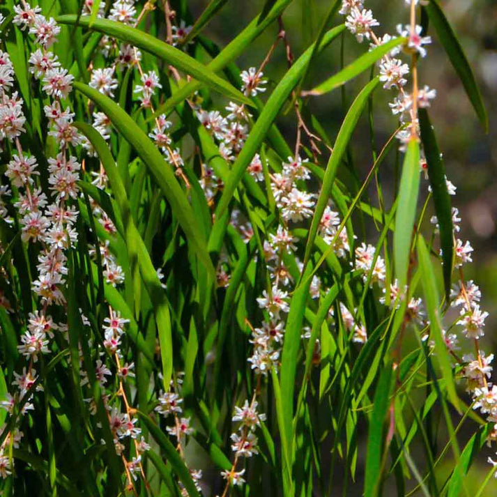 Peppermint Tree – Snippy's Yard