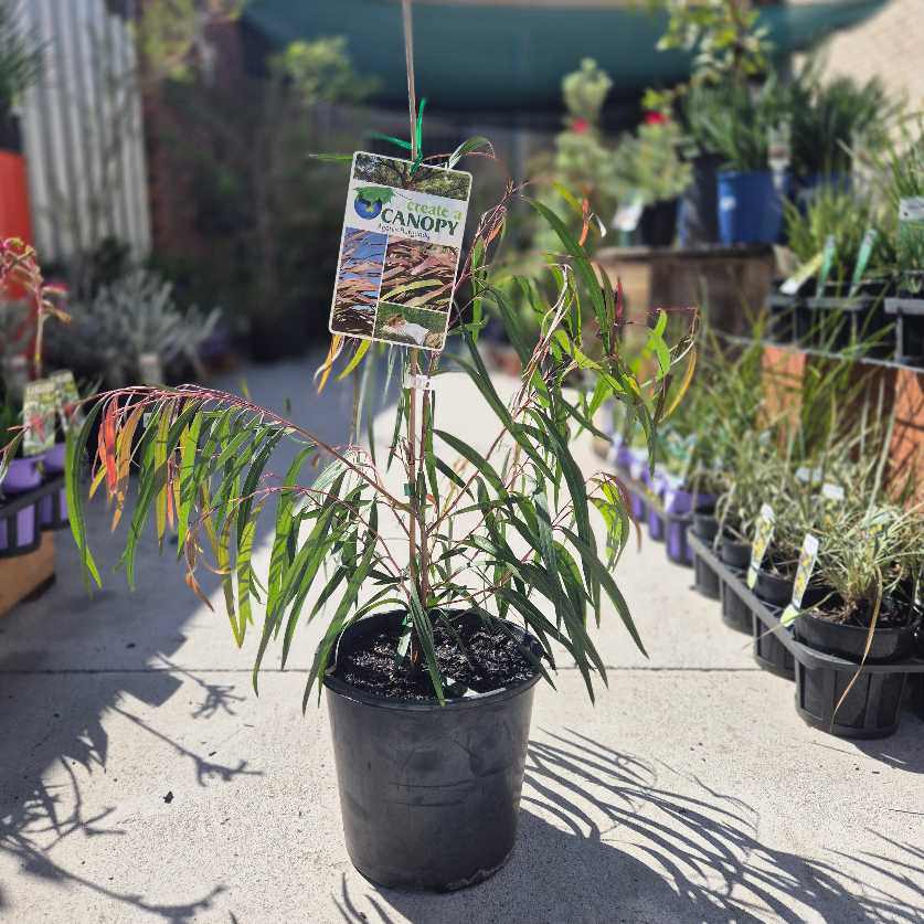 Agonis flexuosa Burgundy – Snippy's Yard