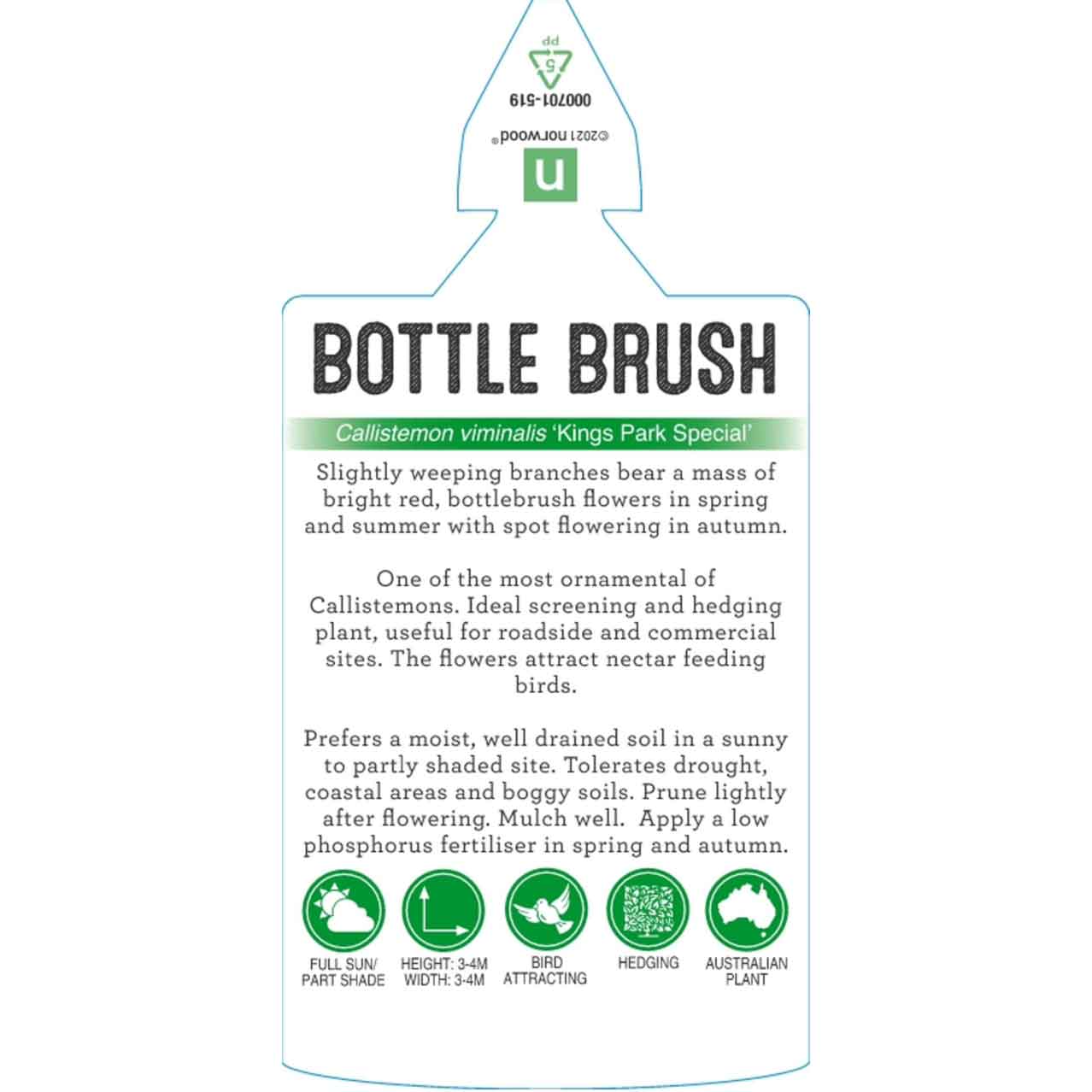 Callistemon Kings Park Special | Bottlebrush Plant – Snippy's Yard