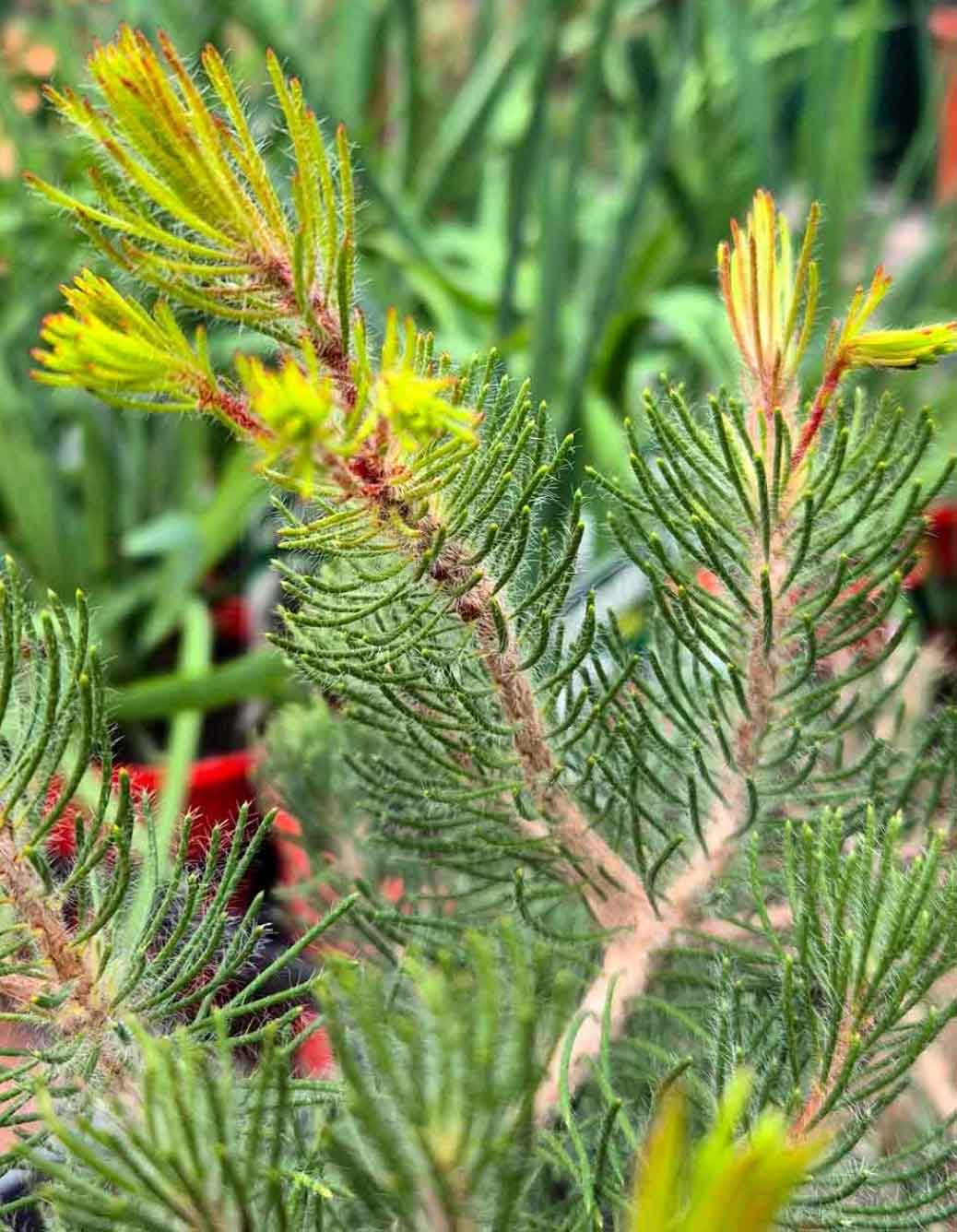Calothamnus hirsutus - Hairy Claw Flower – Snippy's Yard