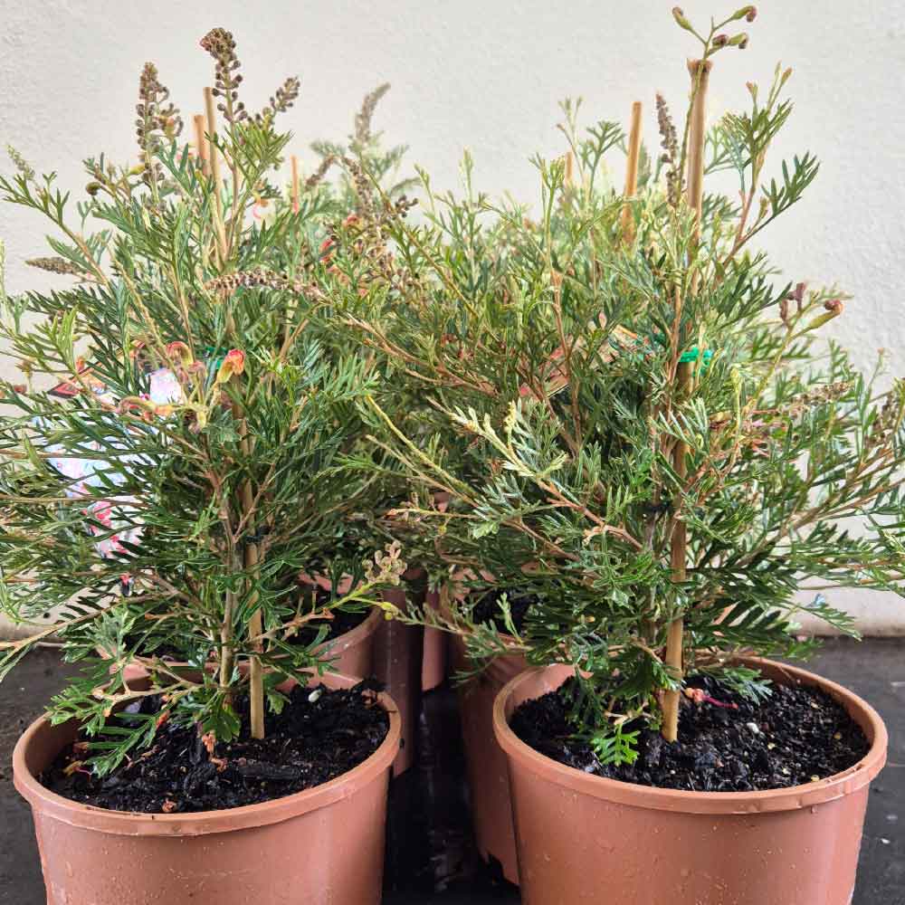 Grevillea 'Soopa Doopa' – Snippy's Yard