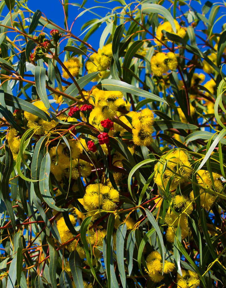 Perths Best Online Native Plant Nursery - FREE Delivery over $99 ...