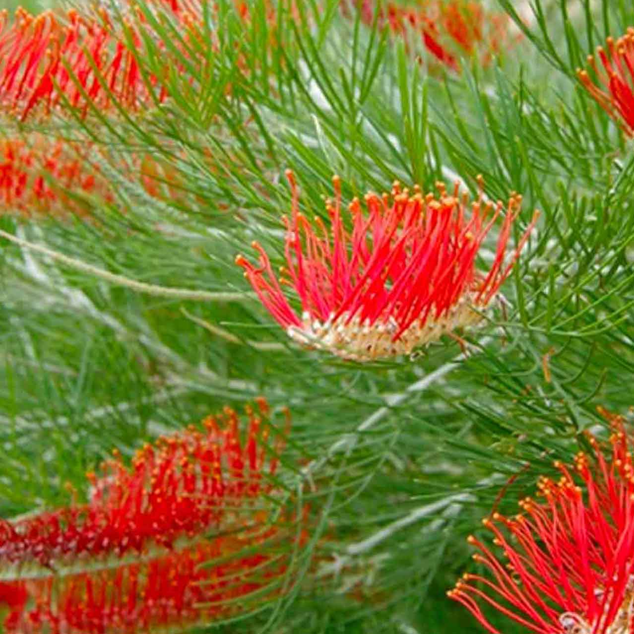 Perths Best Online Native Plant Nursery - FREE Delivery over $99 ...