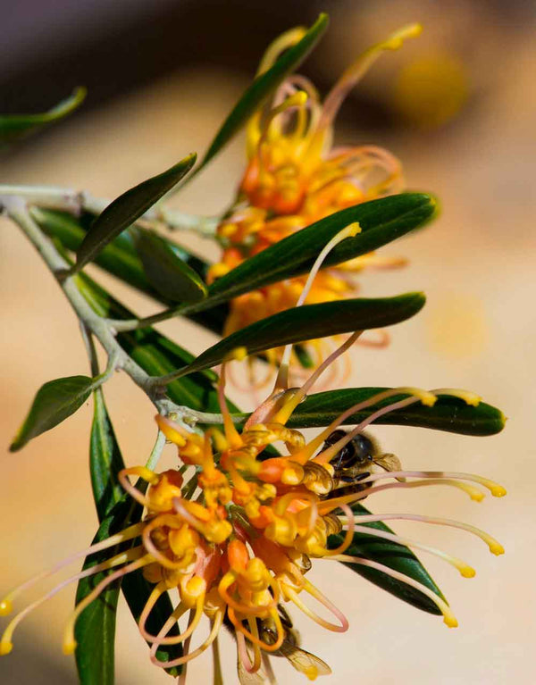 Grevillea olivacea Orange Flowers – Snippy's Yard