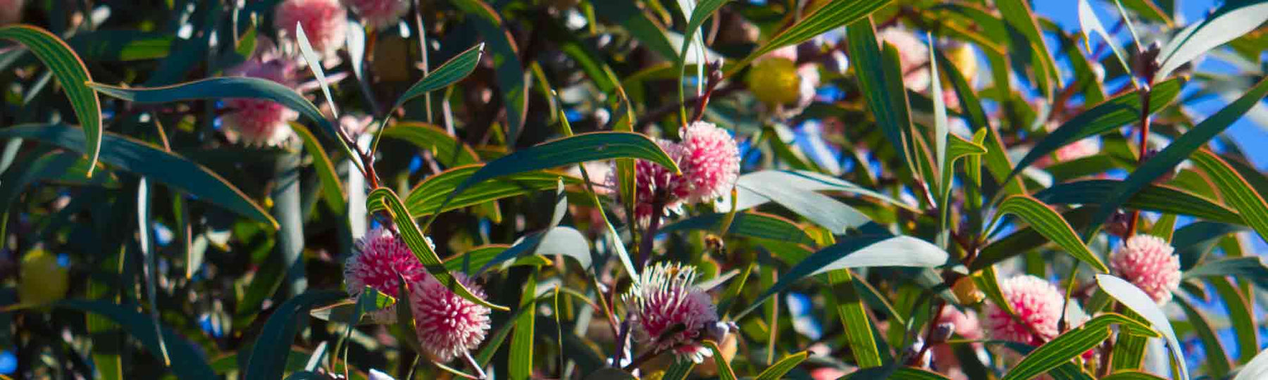 Perth's Best Native + Indoor Plants. Garden and Gift Shop in Dianella ...