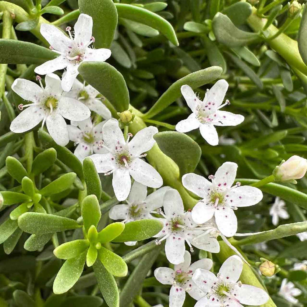 Myoporum parvifolium (PARV01) YAREENA™ – Snippy's Yard