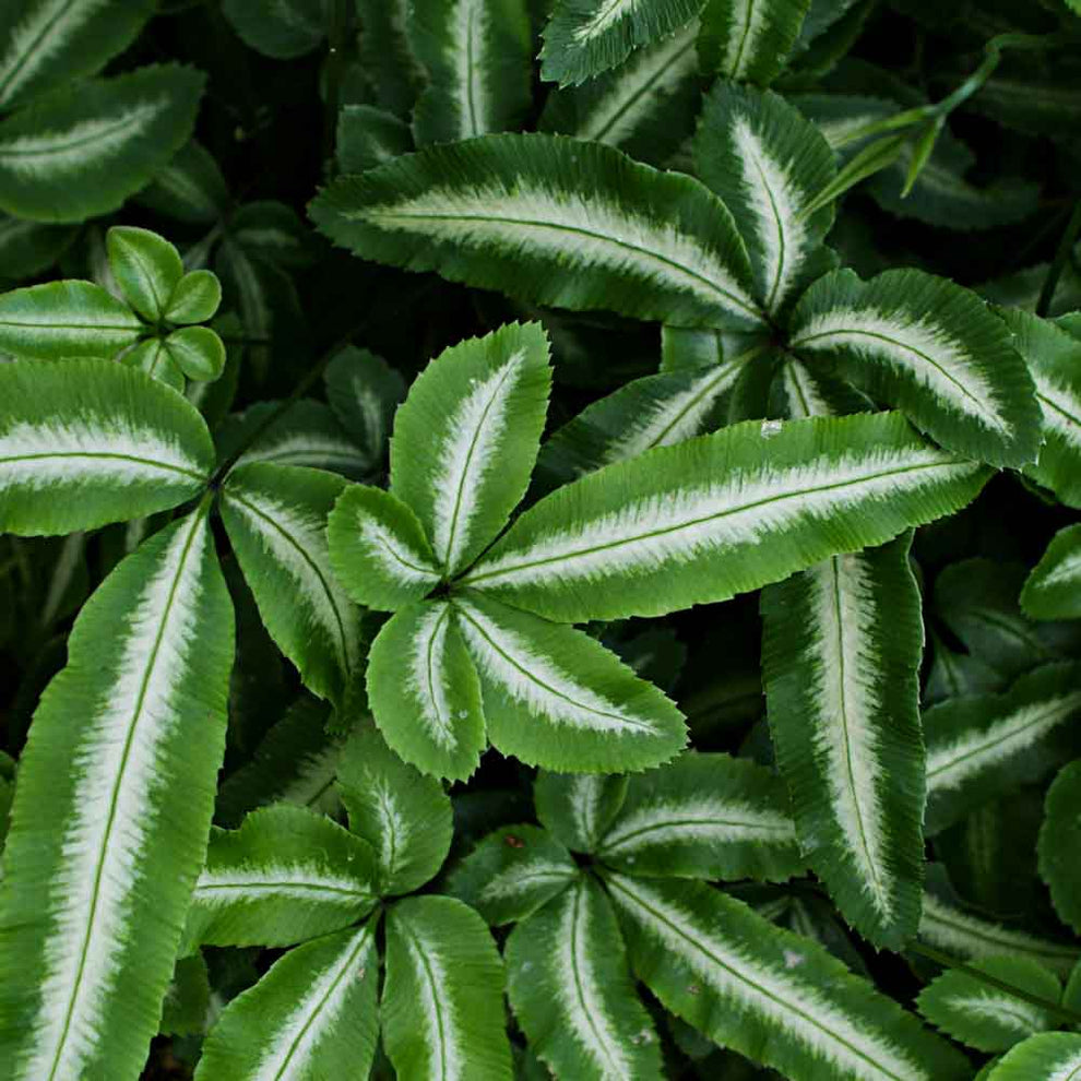 Ribbon Fern | Pteris albo lineata – Snippy's Yard