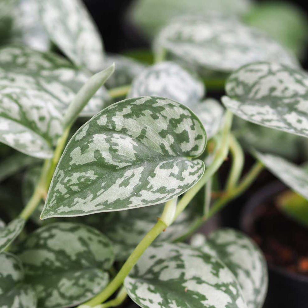 Scindapsus pictus Silver Satin – Snippy's Yard