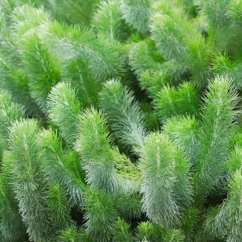 Woolly Bush – Soft, Lush Foliage for a Stunning Native Garden – Snippy ...