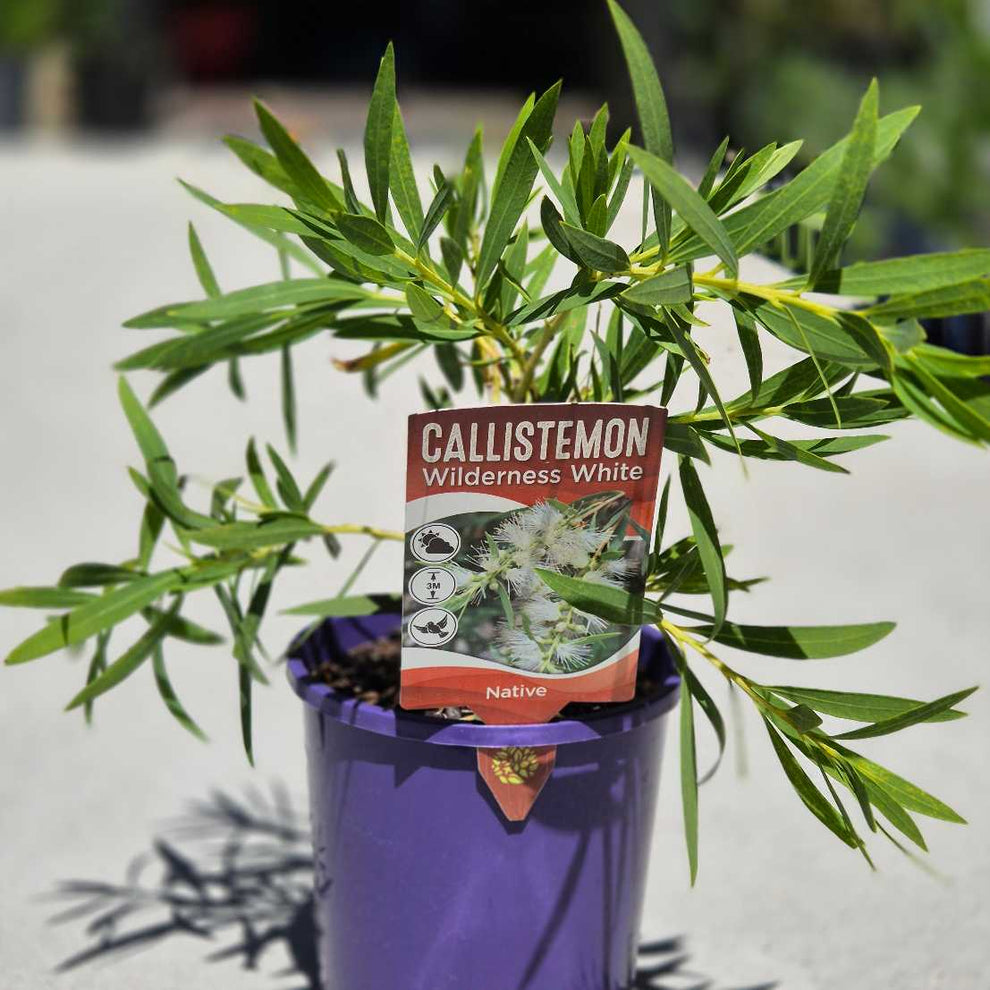 Callistemon 'Wilderness White' | White Bottlebrush – Snippy's Yard