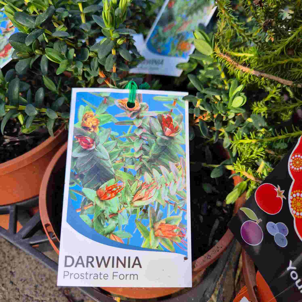 Darwinia citriodora prostrate – Snippy's Yard