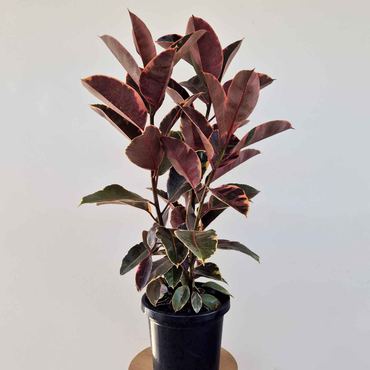 The Ficus elastica 'Ruby' - Stunning Pink & Green Foliage – Snippy's Yard