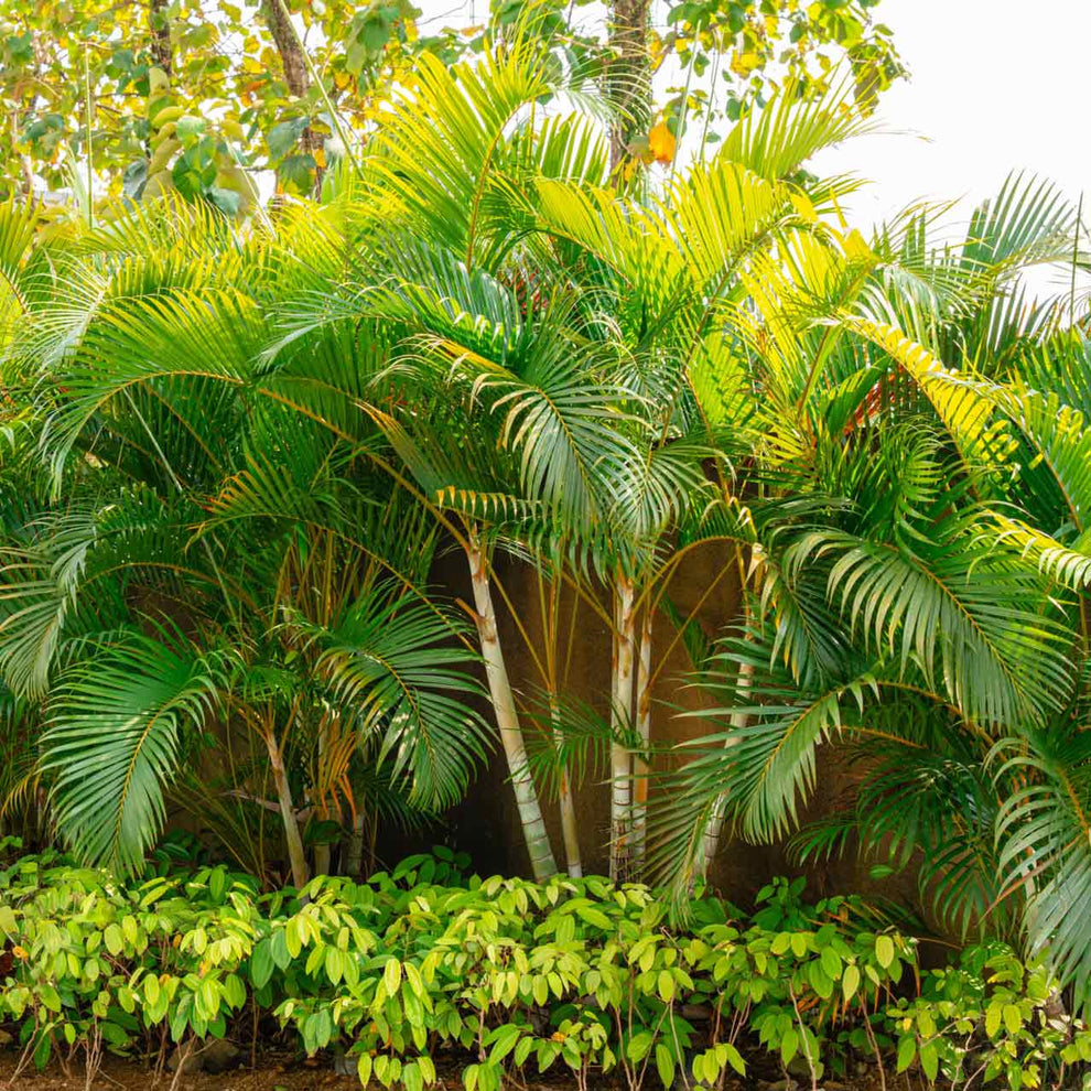 Golden Cane Palm - Dypsis lutescens – Snippy's Yard
