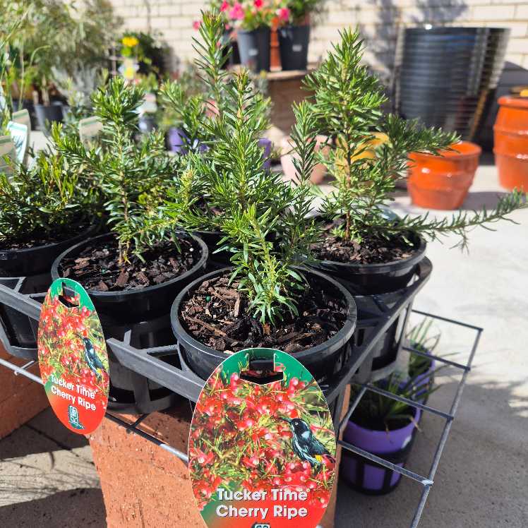 Grevillea 'Tucker Time Cherry Ripe' – Snippy's Yard