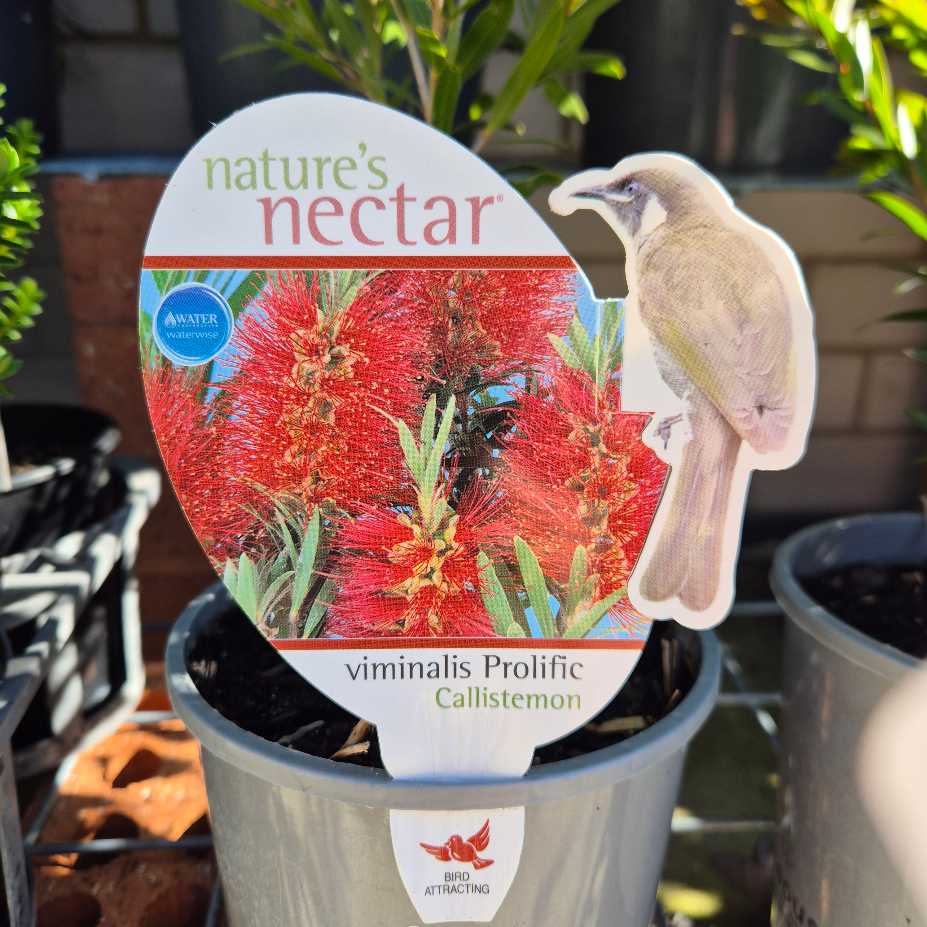 Callistemon viminalis 'Prolific' – Snippy's Yard