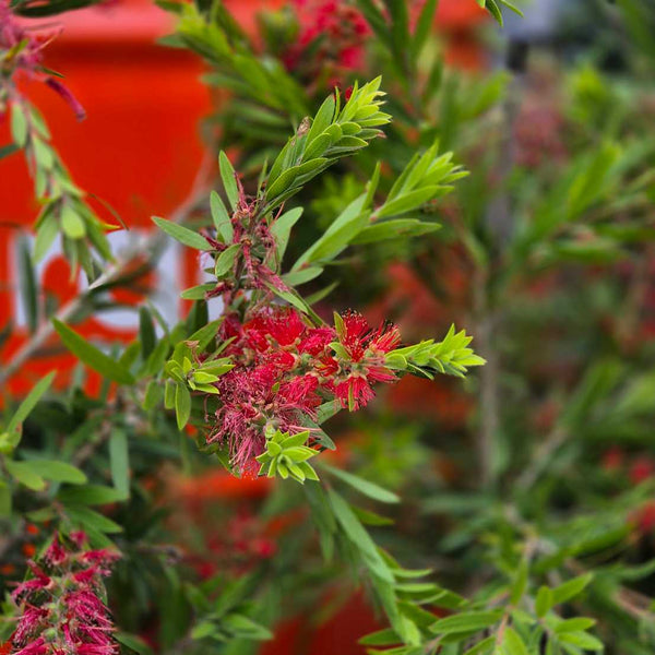 Callistemon viminalis 'Prolific' – Snippy's Yard