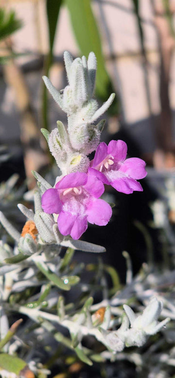 Perth's Best Native + Indoor Plants. Garden and Gift Shop in Dianella ...